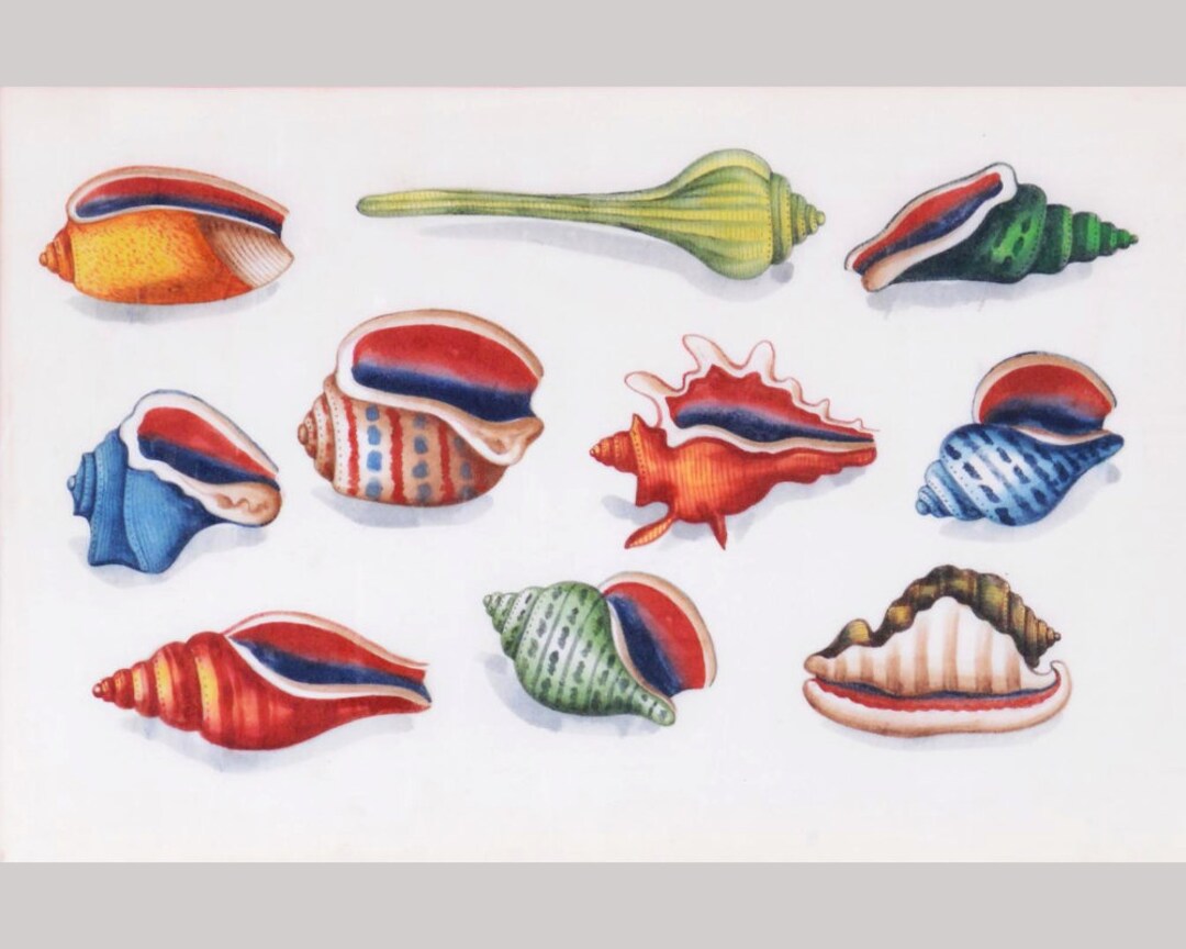 Chinese Export Shell Painting, Vintage Shells Art Print, Antique ...