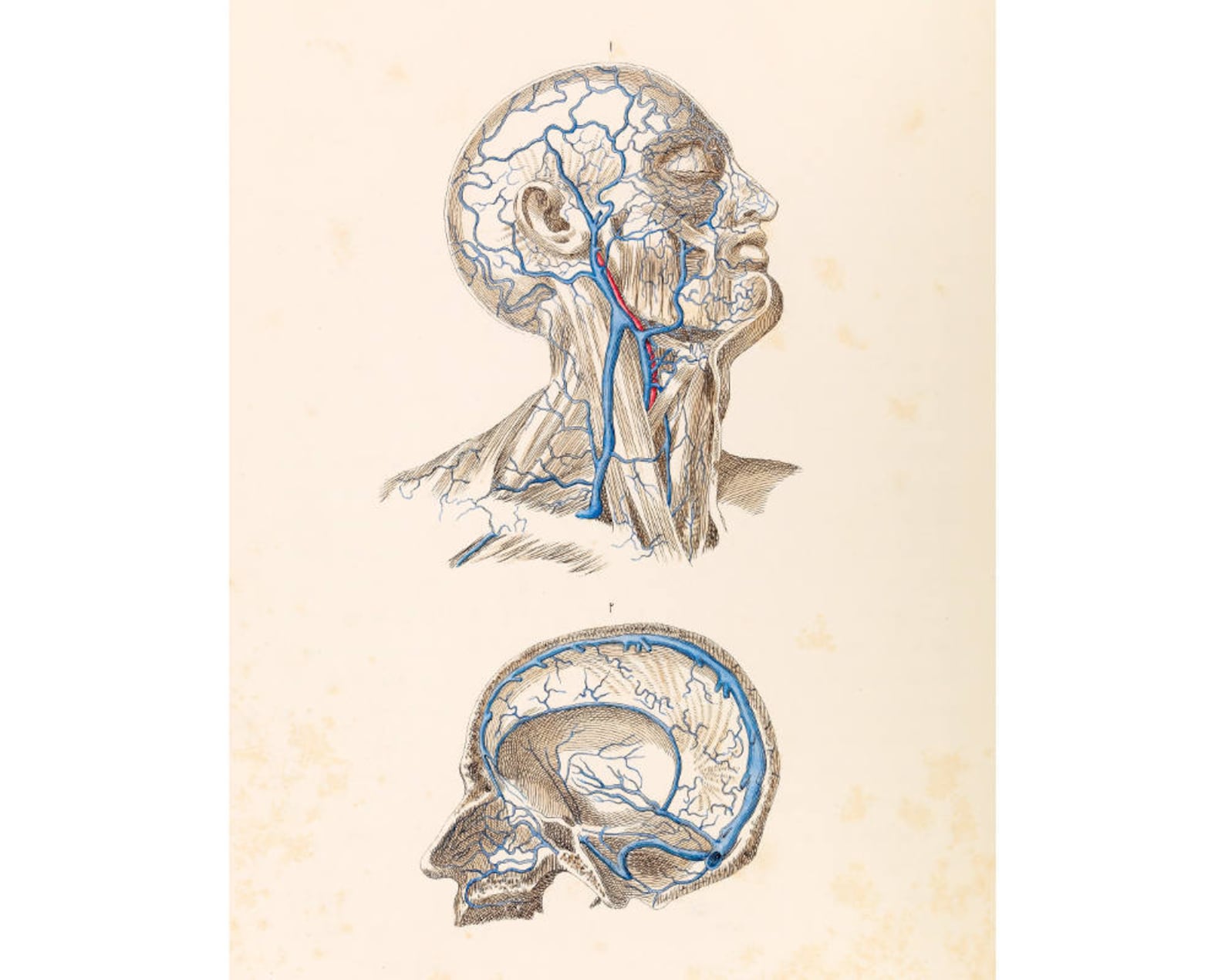 Antique Human Anatomy Chart, Vintage Anatomy Poster, Anatomical Man ...