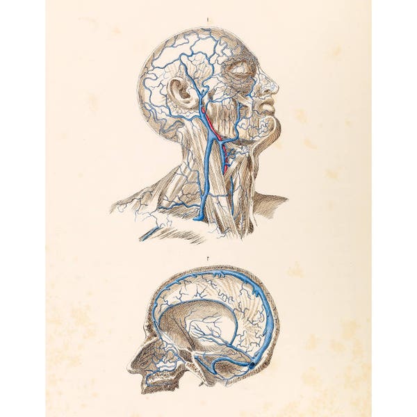Cross Section Anatomy Chart - Etsy