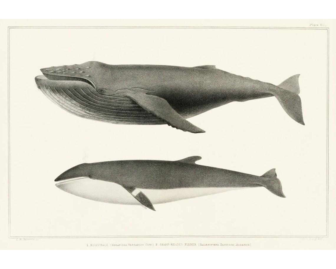 Antique Whale Art Print Whales Wall Art Vintage Natural - Etsy
