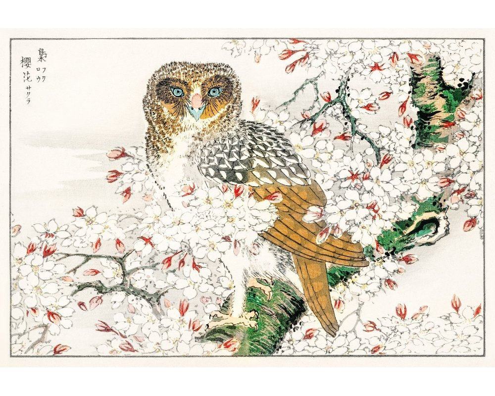 Vintage Owl Art Print Japanese Short-eared Owl and Cherry - Etsy Israel
