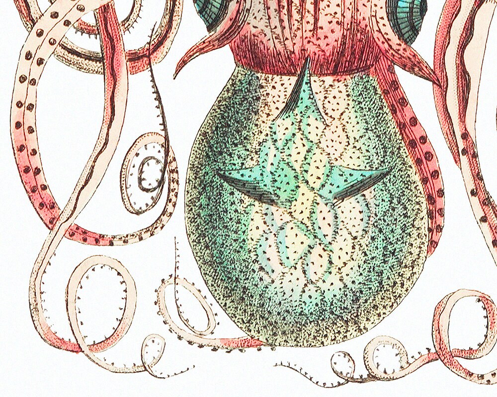 Colorful Vintage Octopus Art Print Ocean Animal Illustration - Etsy