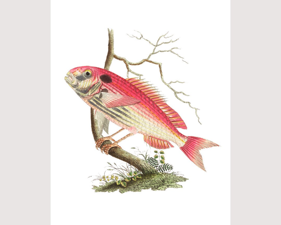 Surreal Fish Bird Collage Art Print, Contemporary Collage Artwork ...