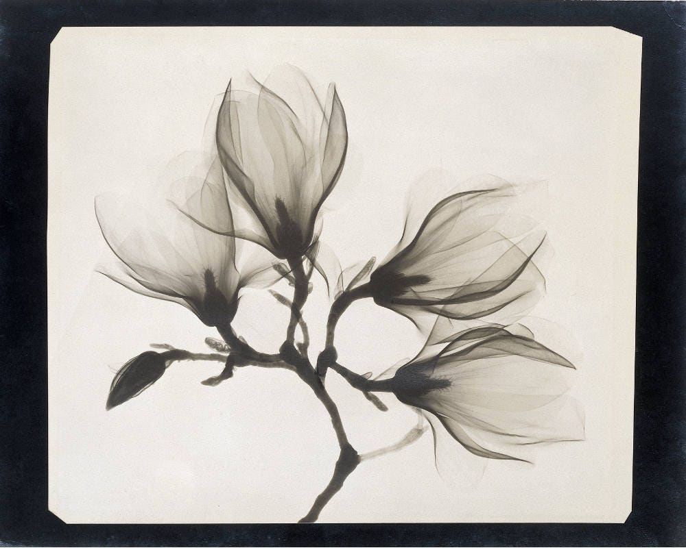 Xray of Magnolia Flowers Art Print Antique X-ray Photo Black | Etsy