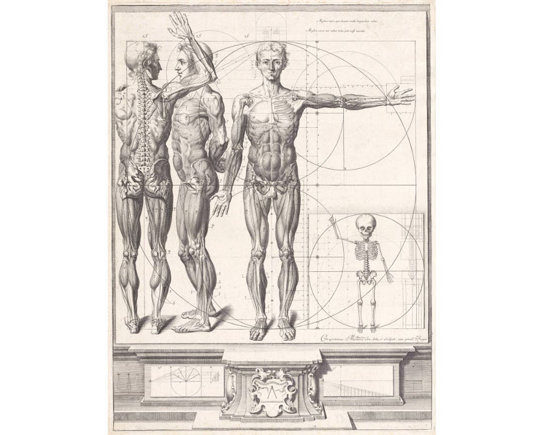 Antique Anatomy Chart, Anatomy Art, Anatomy Print, Anatomy Poster ...