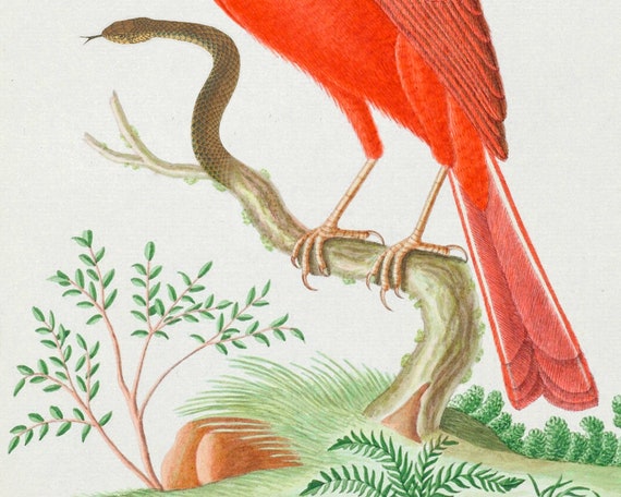 Strange Vintage Animal Drawings