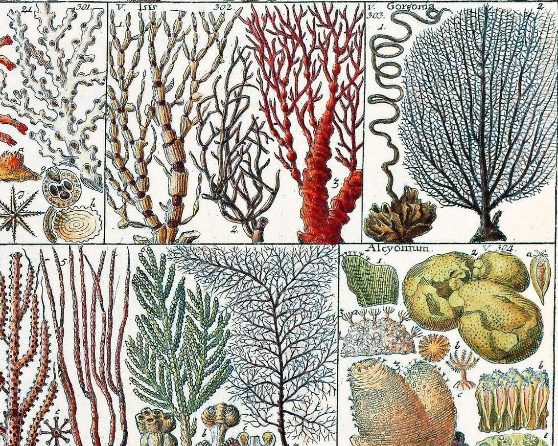 Vintage Coral Art Print, Antique Sea Corals Poster, Ocean Art, Beach ...