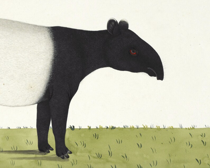 Tapir Art Print, Antique Indian Painting of Malayan Tapir, Southeast ...