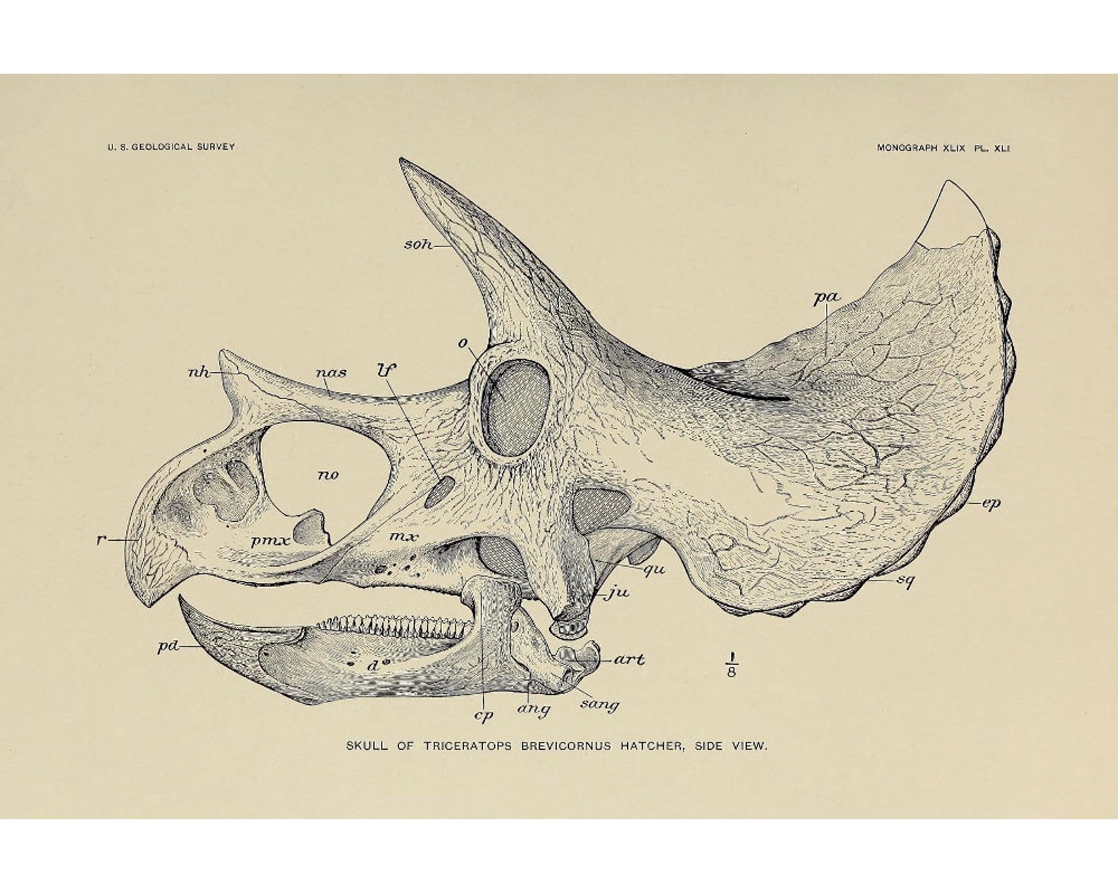 Triceratops Skull Art Print, Vintage Triceratops Illustration, Dinosaur ...