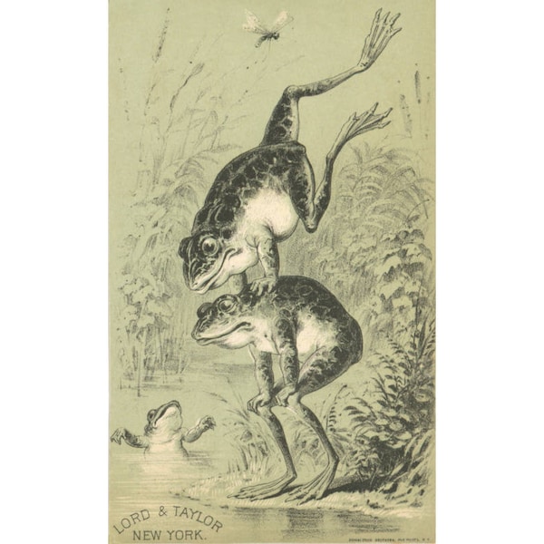 Antique Frog Print - Etsy