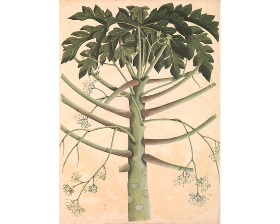 Antique Tropical Art Print Vintage Tropical Wall Art Papaya - Etsy