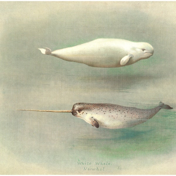 Narwhal Print - Etsy