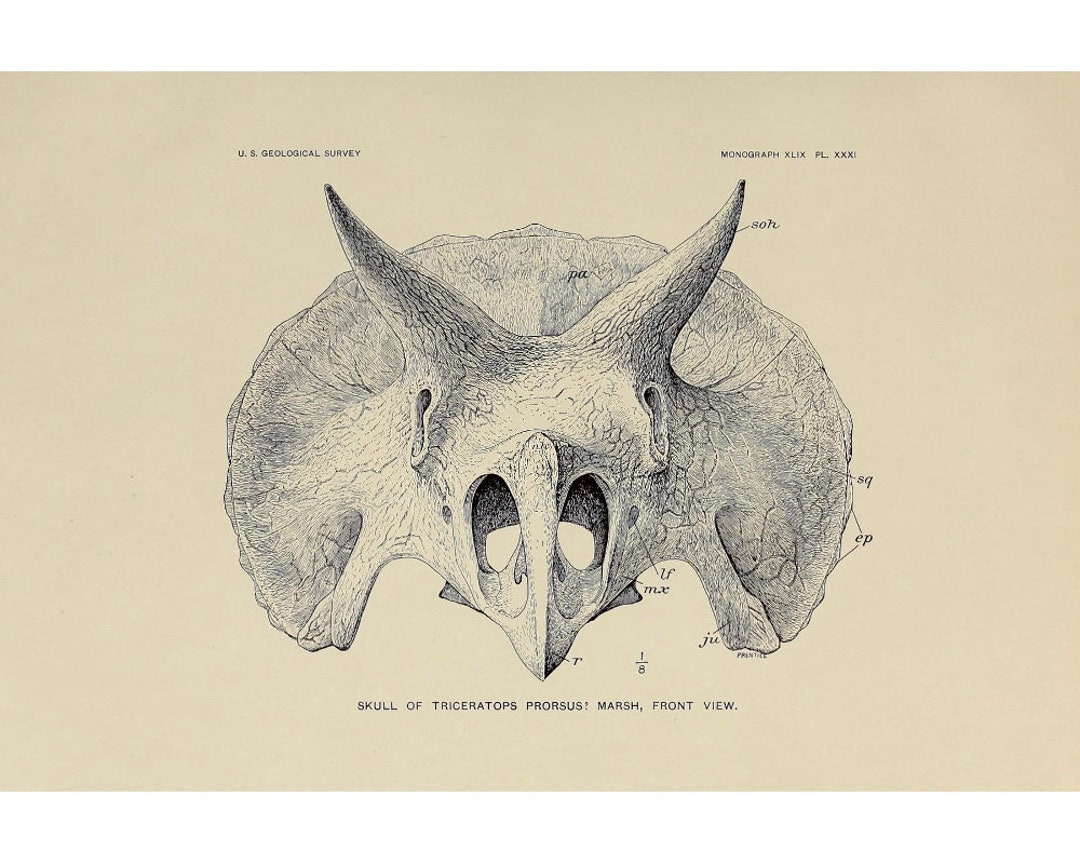 Vintage Triceratops Illustration, Triceratops Skull Art Print, Antique ...