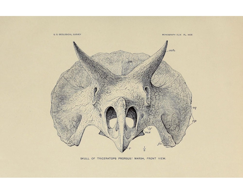 Triceratops Head Front View