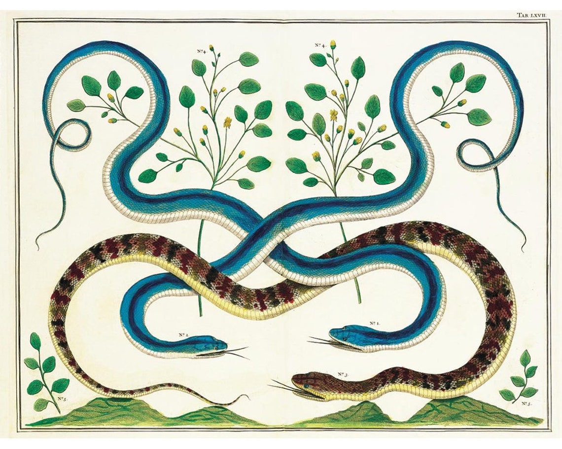 Antique Snake Art Print Albertus Seba Cabinet of Natural - Etsy
