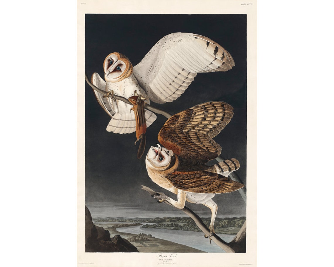 Audubon Barn Owl Art Print Vintage Owls Painting John James - Etsy