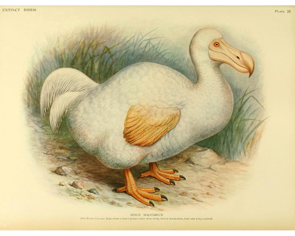 White Dodo Illustration, Antique Dodo Bird Painting, Extinct Bird Print ...