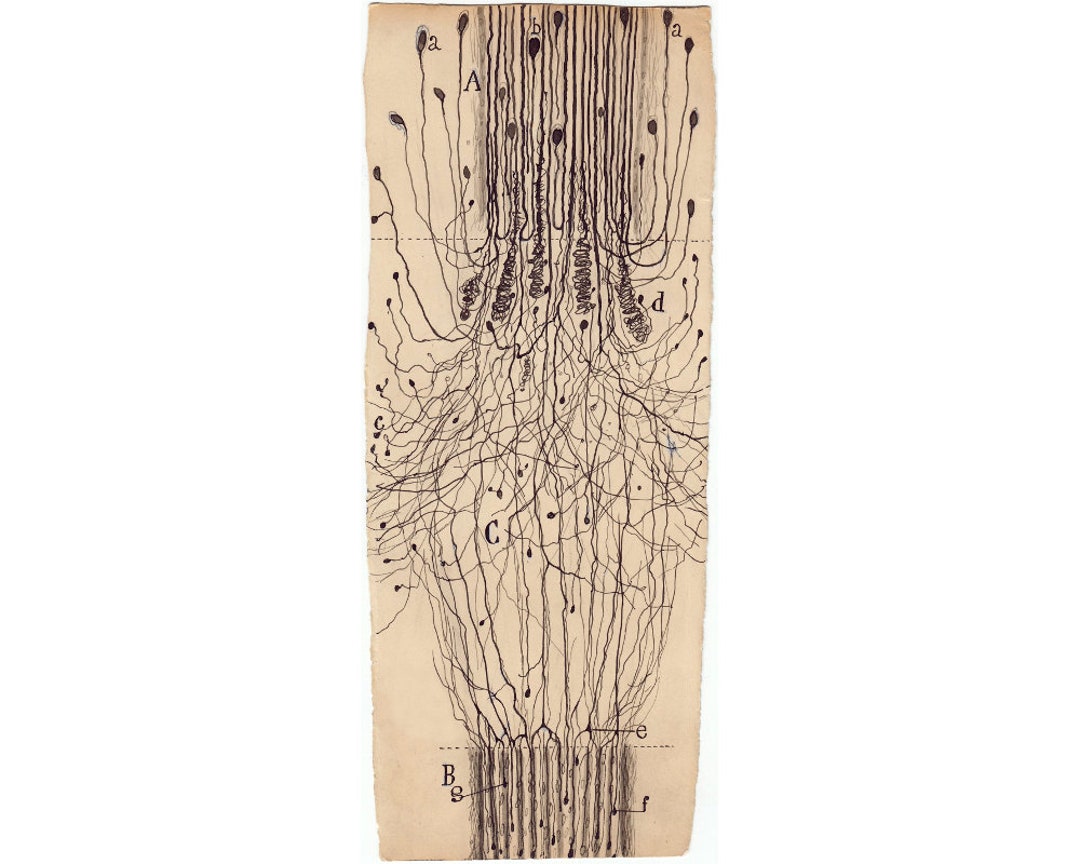 Santiago Ramón Y Cajal Drawing Art Print, Nerves, Neuron, Antique Brain ...