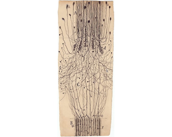 Santiago Ramón y Cajal drawing art print Nerves Neuron - Etsy Italia