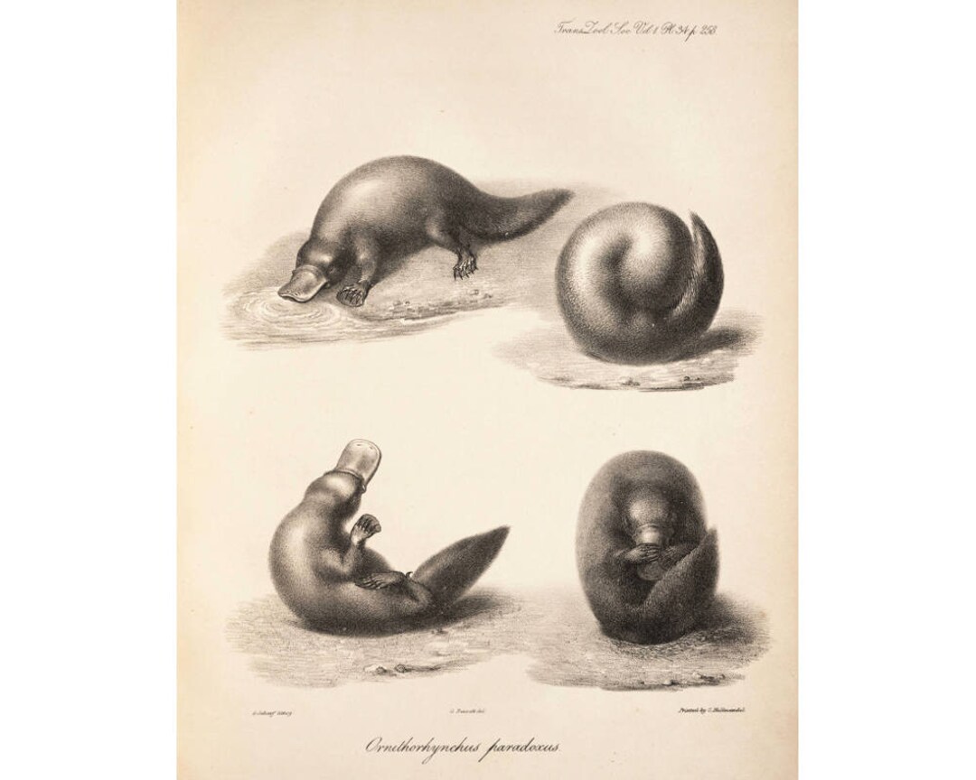 Antique Platypus Art Print, Cute Platypus, Antique Zoology, Natural ...