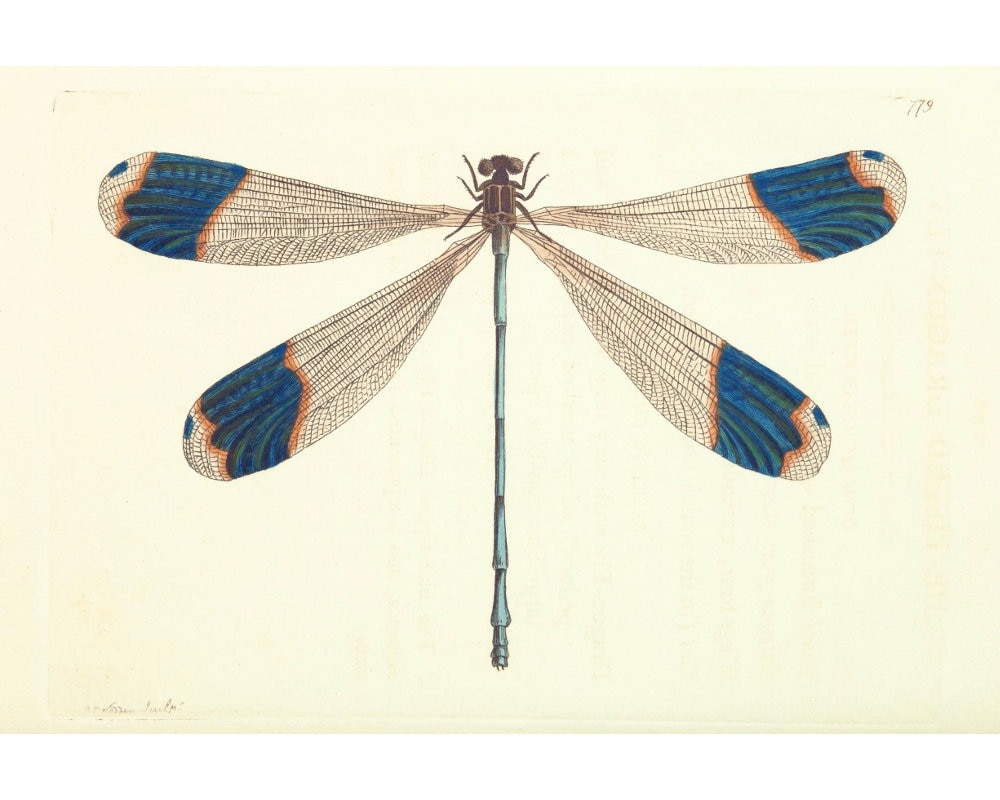 Antique Dragonfly Art Print, Vintage Dragonfly Wall Art, Dragonfly ...