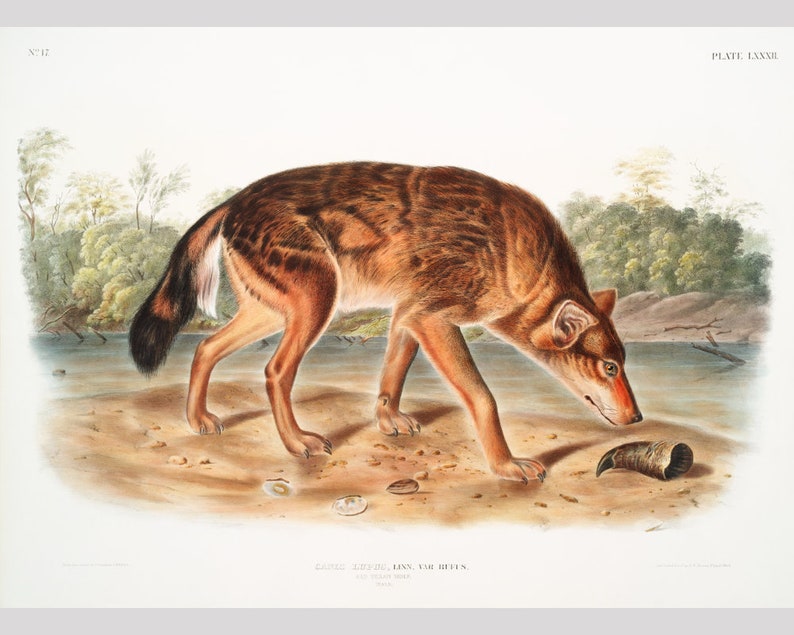 Audubon Red Wolf Art Print Vintage Wolf Illustration Antique - Etsy
