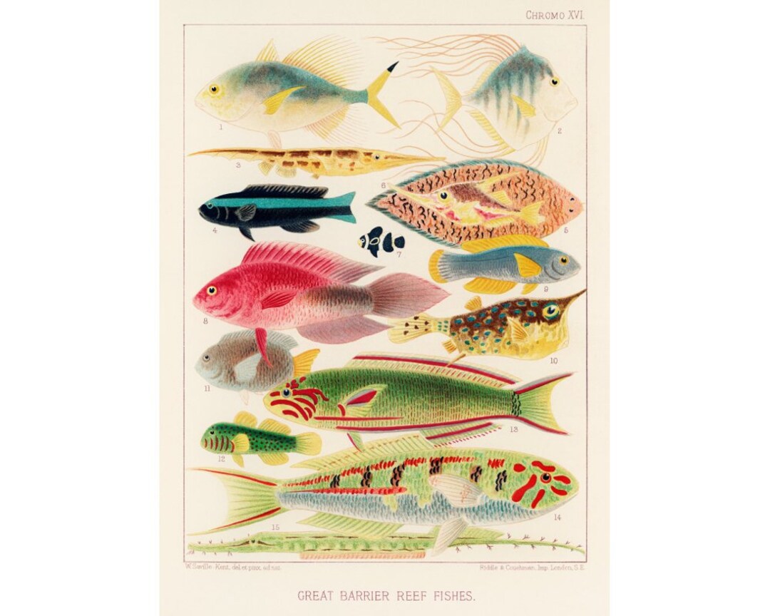 Tropical Fish Art Print, Colorful Fishes Wall Art, Antique Tropical ...