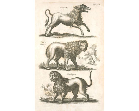 Strange Vintage Animal Drawings