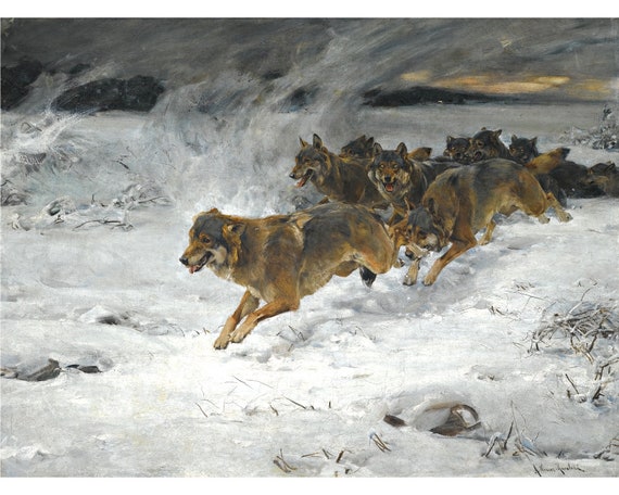 Pack Of Wolves Running