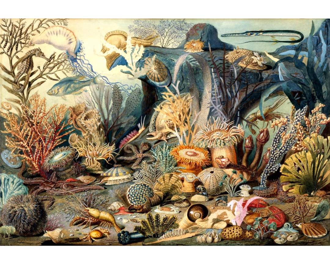 Antique Ocean Life Art Print, Marine Biology Art Print, Coral Reef ...