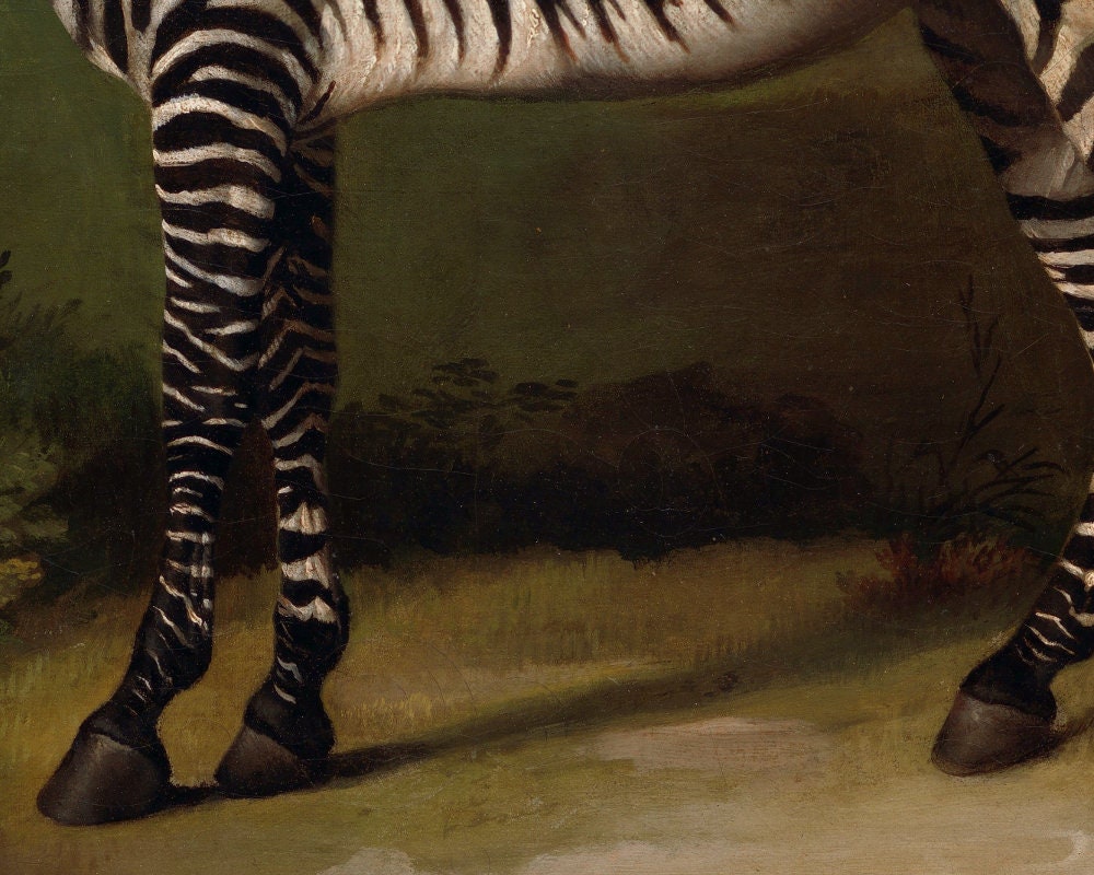Antique Zebra Oil Painting George Stubbs Zebra Art Print - Etsy