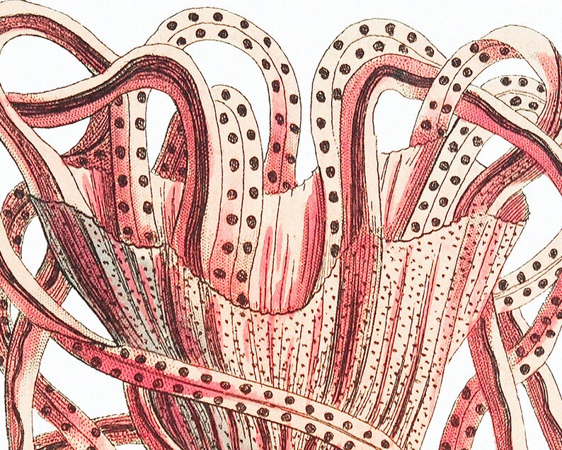 Colorful Vintage Octopus Art Print Ocean Animal Illustration - Etsy