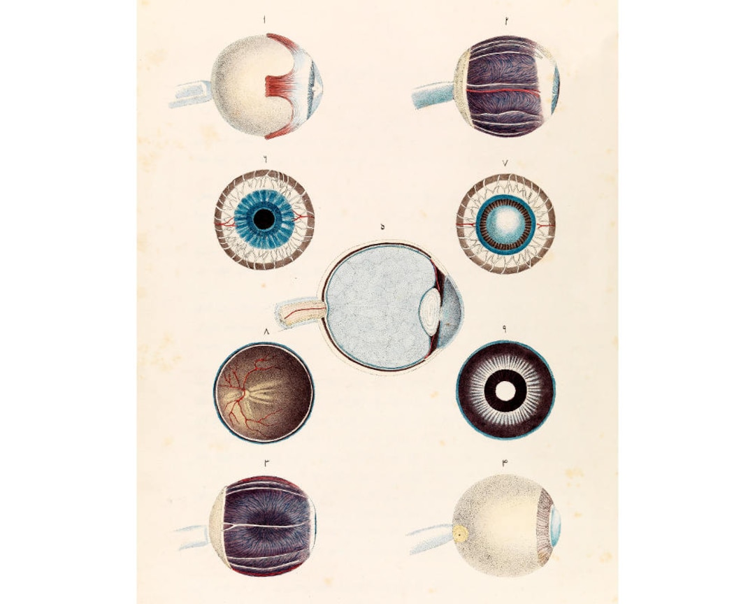 Vintage Eye Anatomy Chart, Antique Human Anatomy Art, Eyeballs Print ...