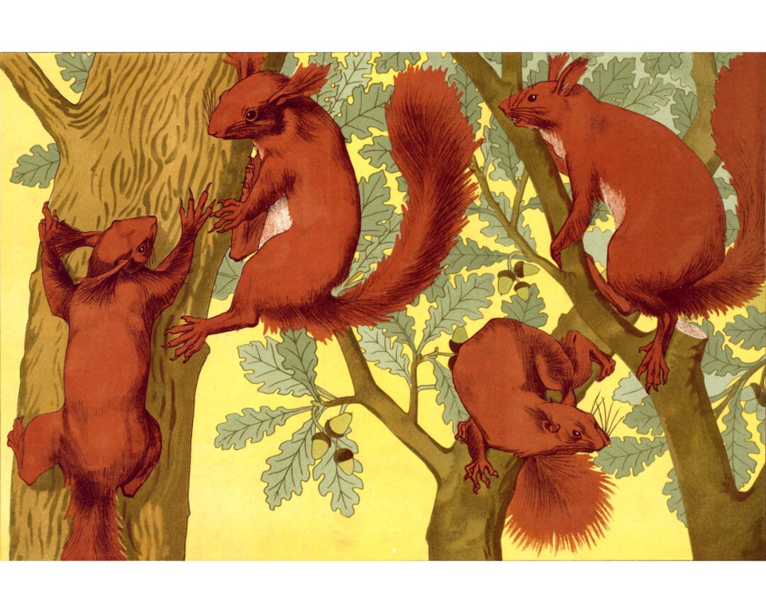 Red Squirrels Art Print, Wildlife Art Print, Craftsman Wall Art, Wildlife Wall Art, Colorful ...