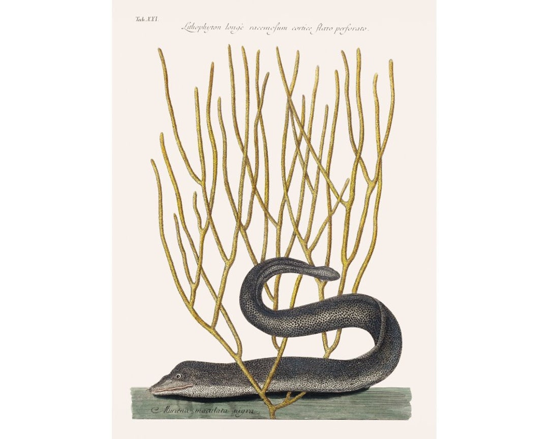 Moray Eel Art Print, Vintage Natural History Print, Mark Catesby ...
