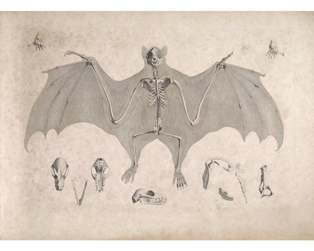 Animal Skeleton Art Print, Antique Bat Skeleton Illustration ...