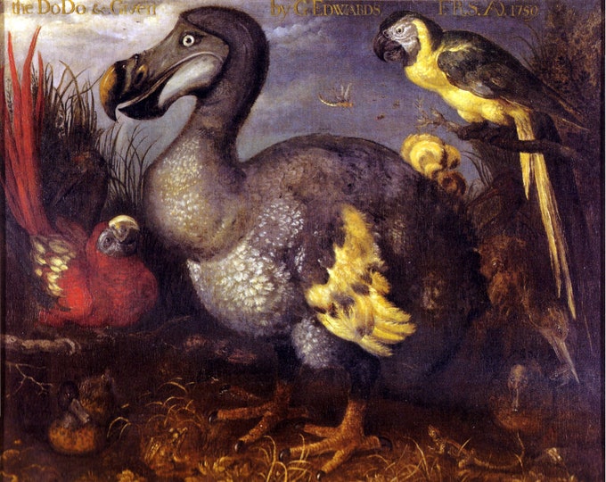 White Dodo Illustration Antique Dodo Bird Painting Extinct - Etsy