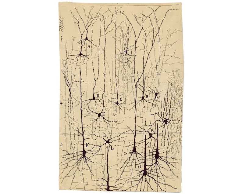 Neurons Drawing Santiago Ramón Y Cajal Antique Brain Anatomy - Etsy Canada