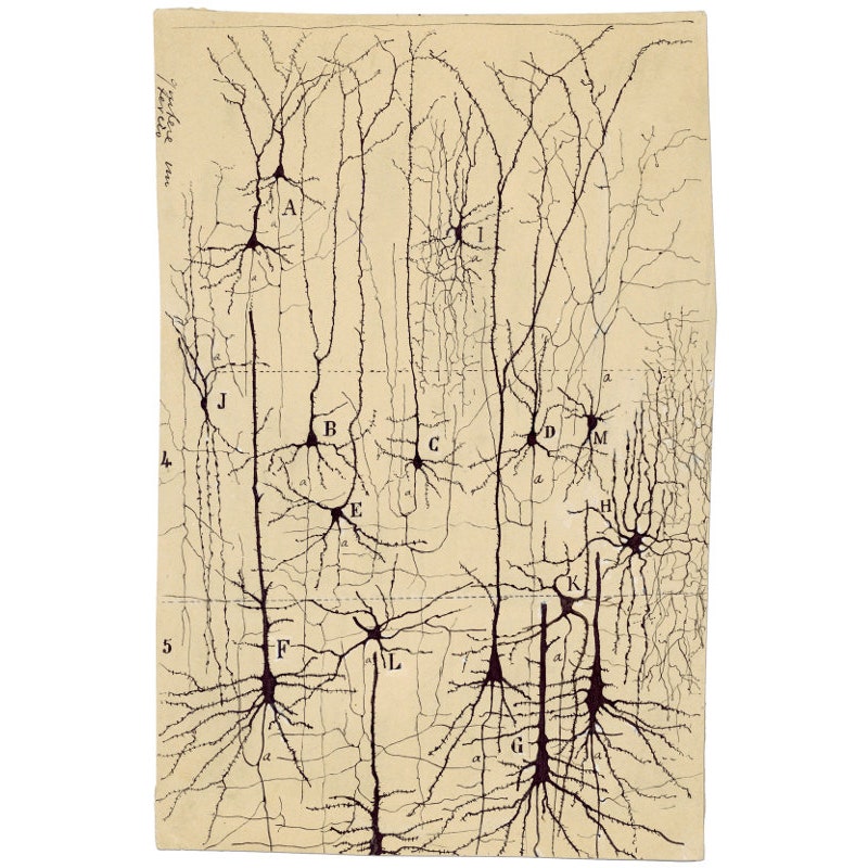Ramon Y Cajal Poster - Etsy