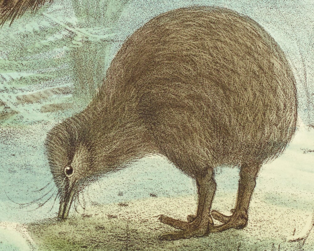 Kiwi Bird Art Print New Zealand Wildlife Illustration | Etsy
