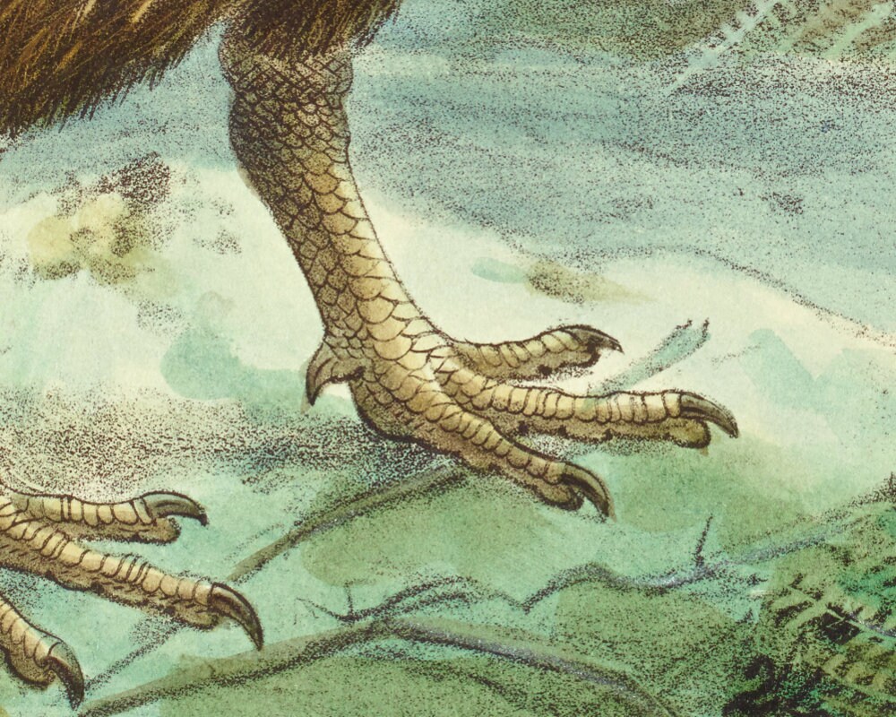 Kiwi Bird Art Print New Zealand Wildlife Illustration | Etsy