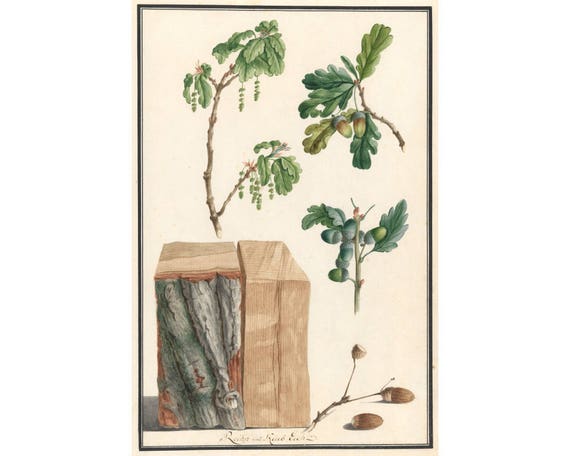 Oak Tree Art Print Oak Botanical Art Forestry Art Forester - Etsy