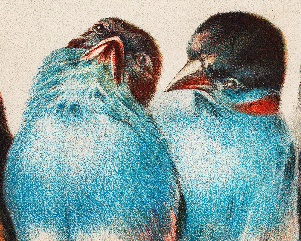 Songbirds Art Print, A Perch of Birds by Hector Giacomelli, Bird Lover ...