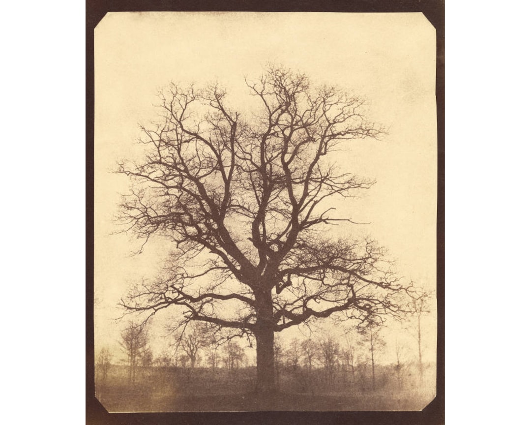 Antique Tree Art Print, Tree Wall Art, Majestic Oak Tree, Tree ...