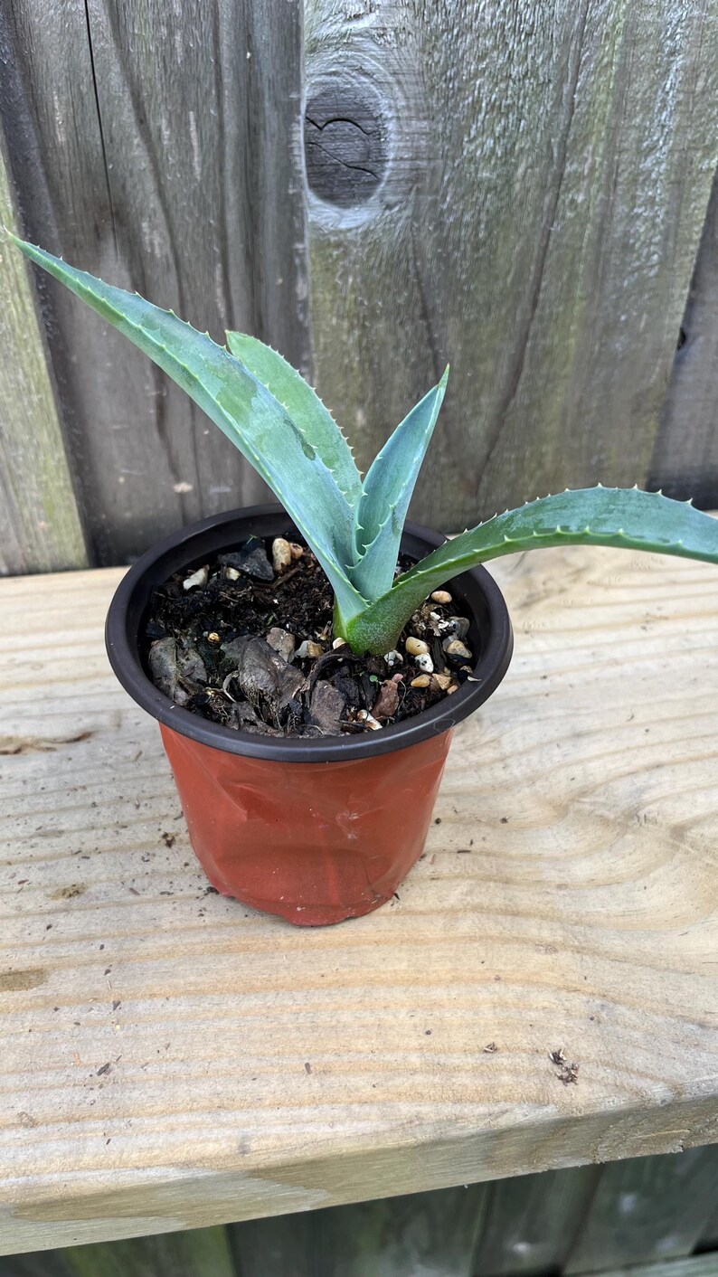 Blue Agave Pup. Tequila Agave - Etsy