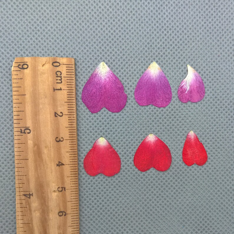 20 Pieces per Package 0.7-1cm Roseleaf Real Dried Flowers - Etsy