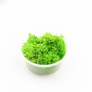 2-2.5grams Natural Moss Microlandschaft Filler for Glass Globe Silicone ...
