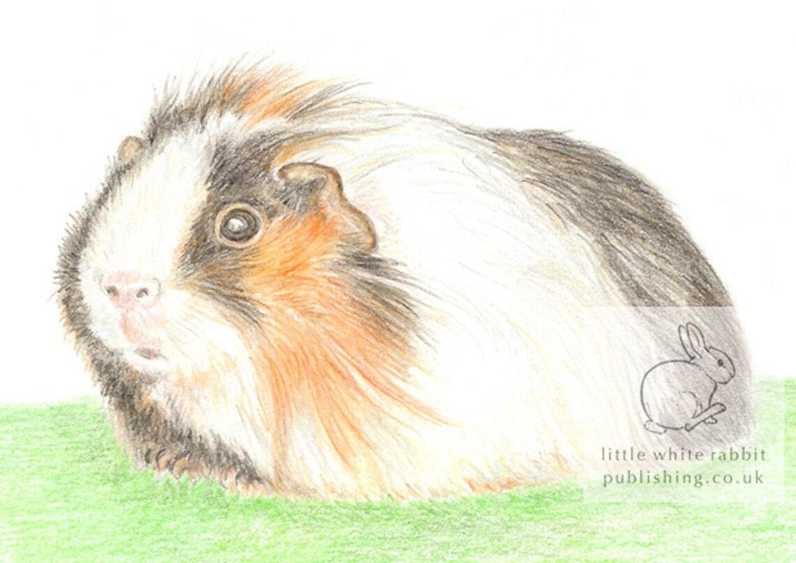 Gus the Guinea Pig - Blank Card - Etsy