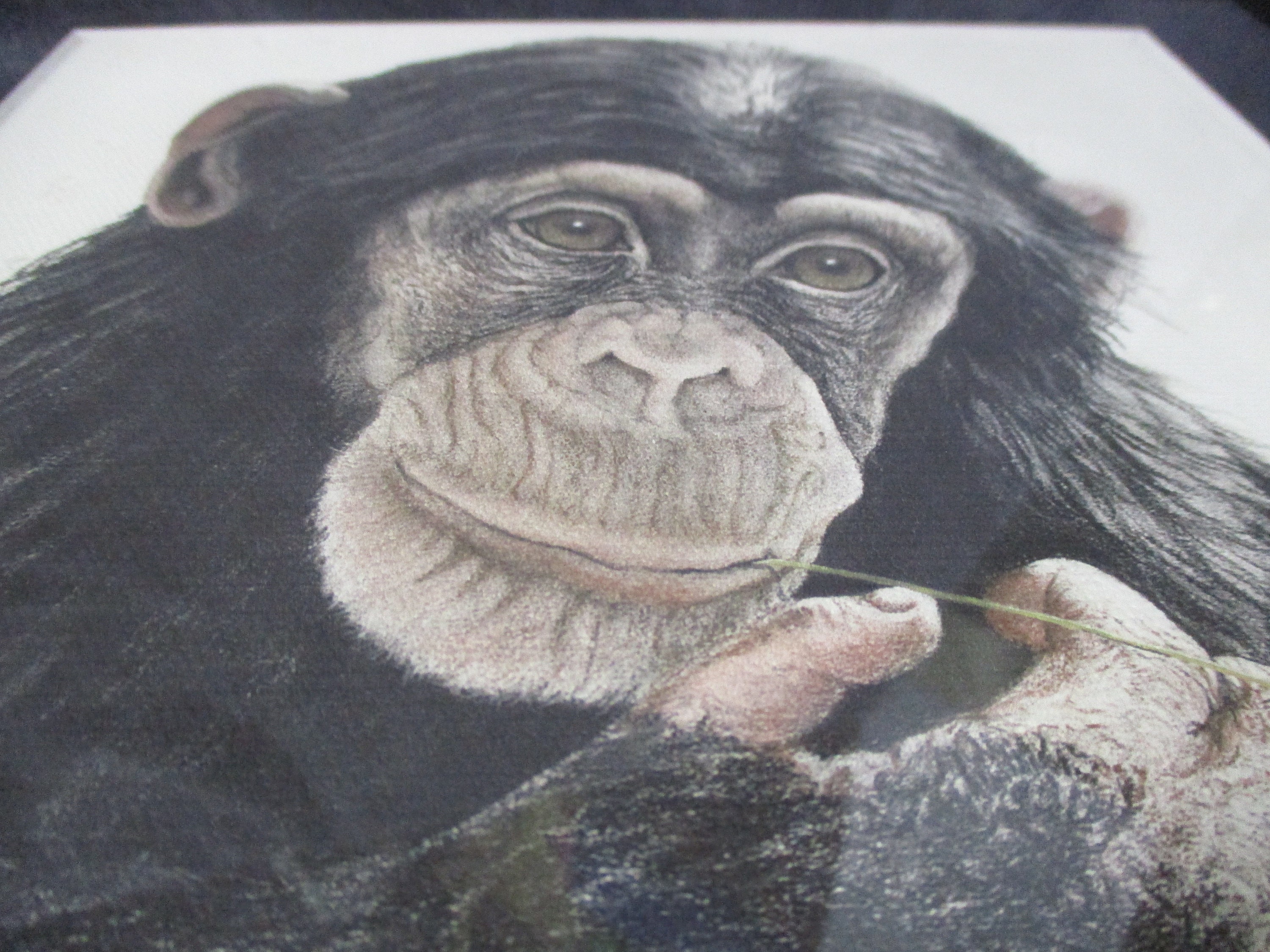 Original Pastel Artwork - Chimpanzee - Australian Artist Lee Carter - Etsy