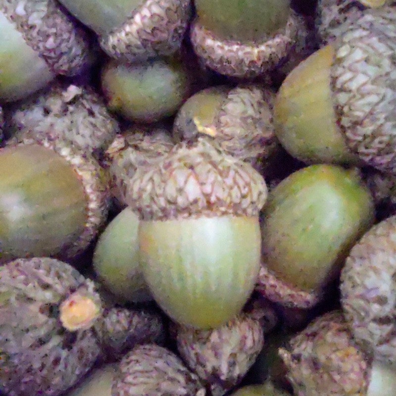 Acorn Oak Tree - Etsy